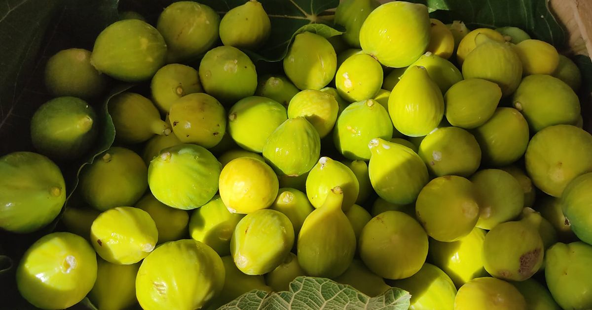 Il Fico: storia, curiosità, proprietà e benefici del frutto degli dei