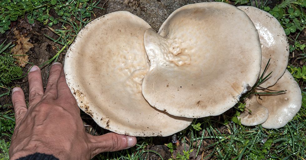 Il fungo basilisco, una rara prelibatezza che cresce solo in Sicilia