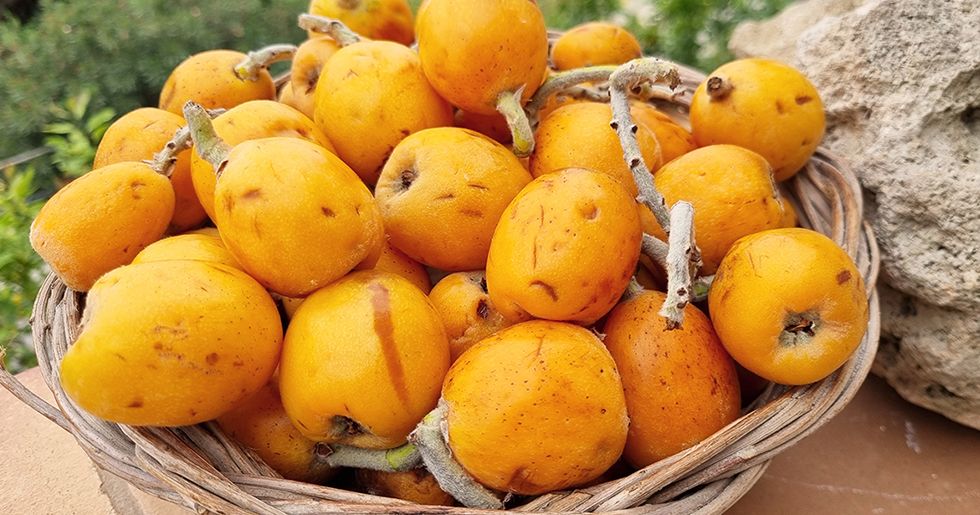 Nespole siciliane: caratteristiche, origini e varietà