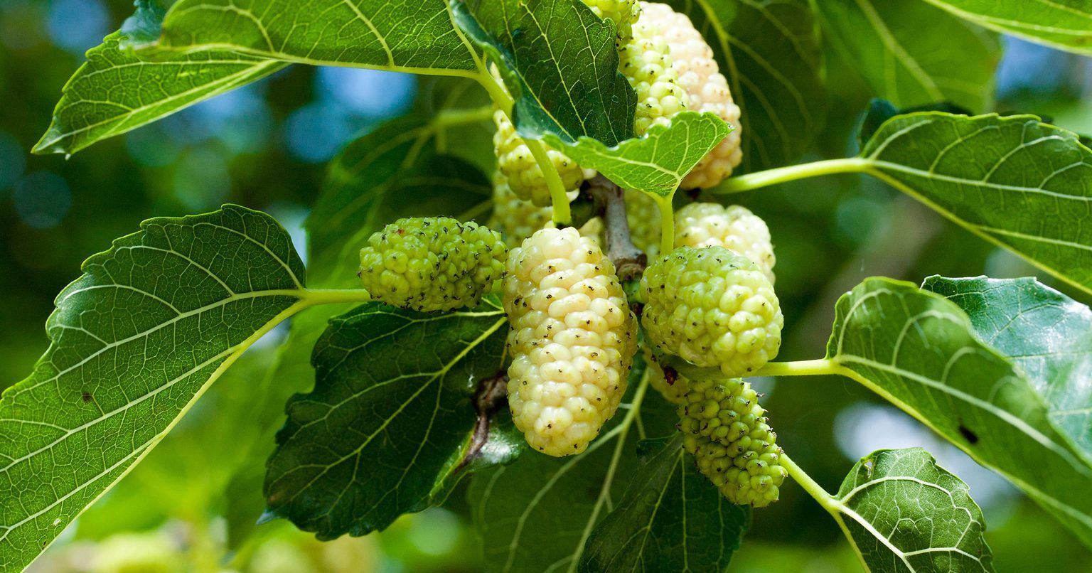 Il gelso bianco: un albero dalle mille proprietà benefiche e pieno di ...