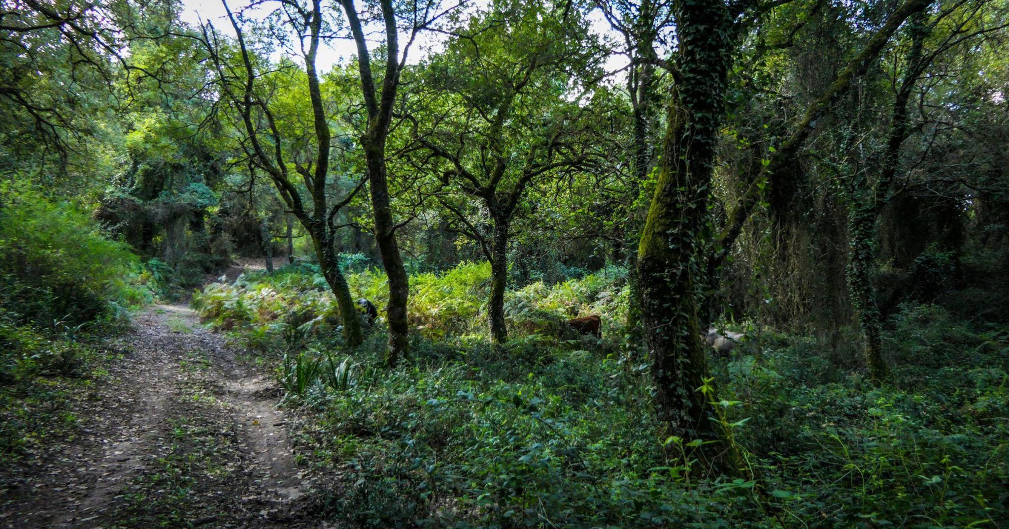 Il Bosco della Ficuzza e del Cappelliere, il Gorgo del Drago, la Rocca ...