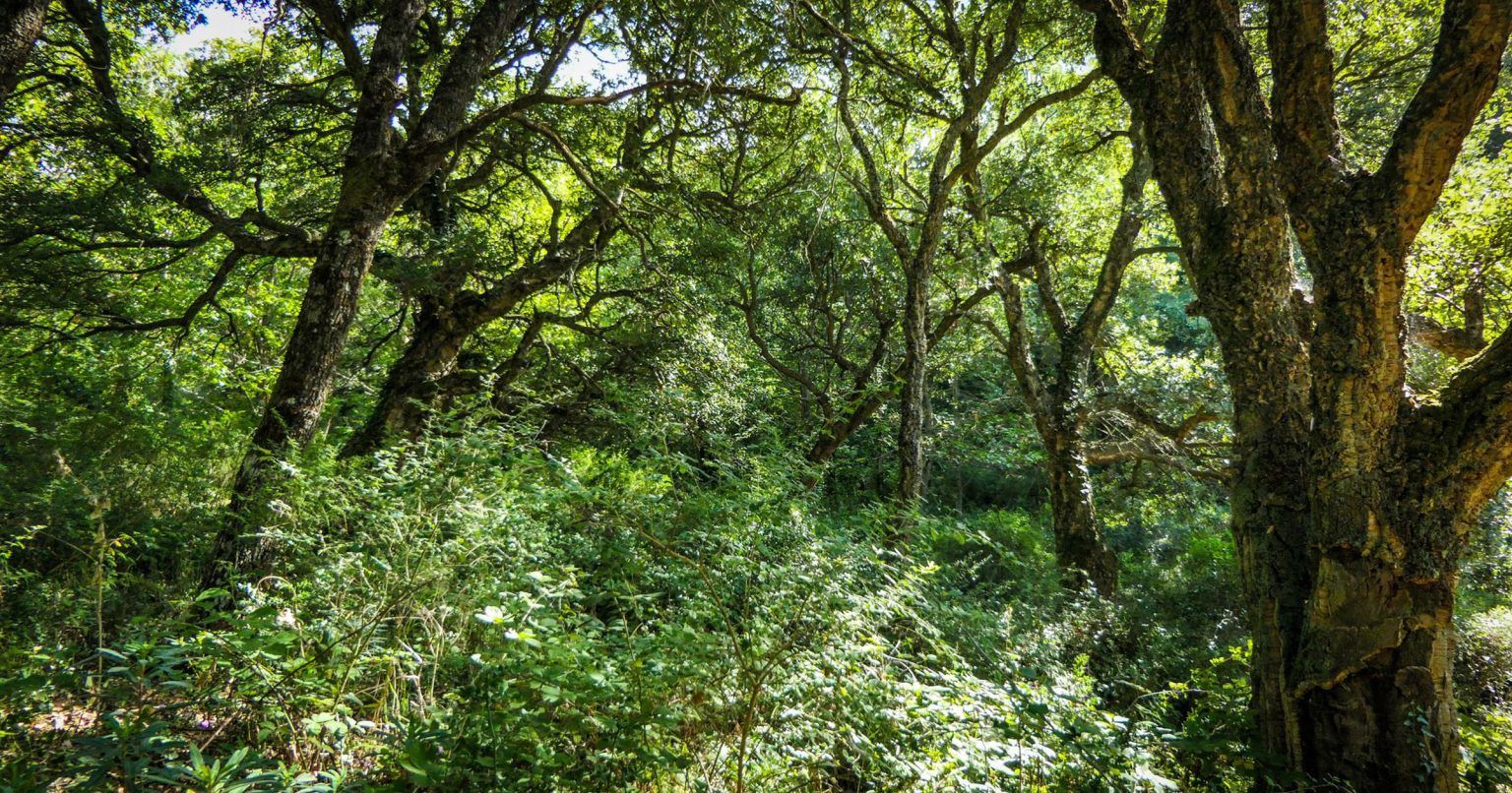 Il Bosco della Ficuzza e del Cappelliere, il Gorgo del Drago, la Rocca ...